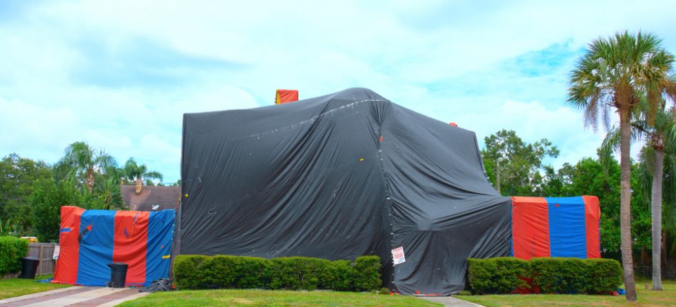 Does Tenting Kill Cockroaches? - Tent Fumigation Advice