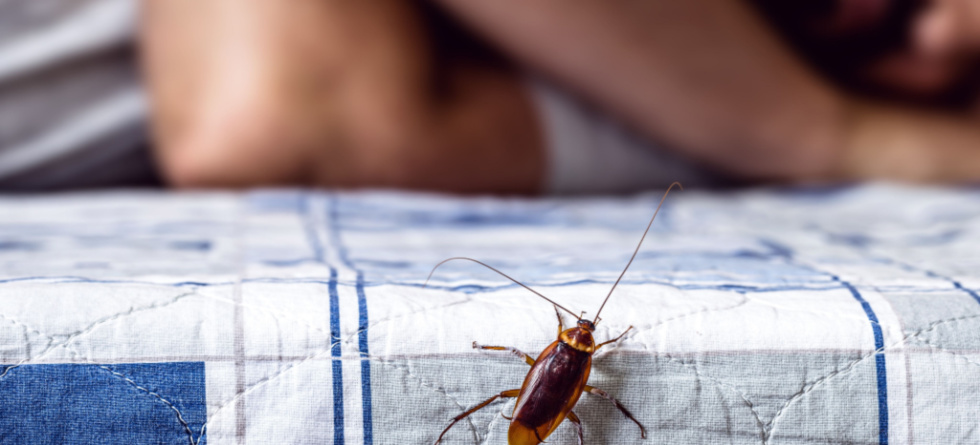 Do cockroaches crawl on you at night? - Sarasota Tent Fumigation & Pest ...