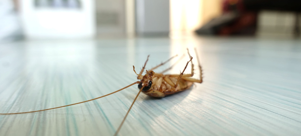 Do dead cockroaches attract more? - Sarasota Tent Fumigation & Pest Control