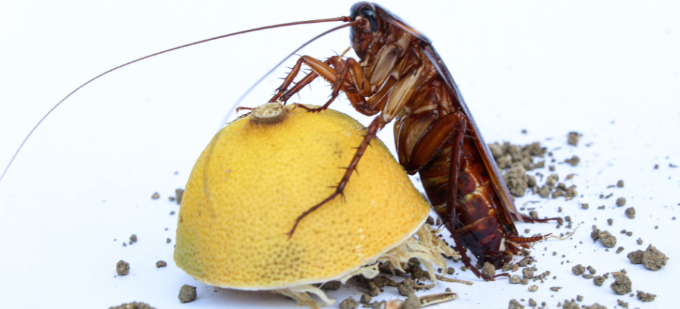 Does lemon kill cockroaches? - Sarasota Tent Fumigation & Pest Control